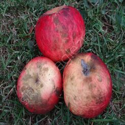 Brudna plamistość jabłek i gruszek-sklepdaglezja.pl