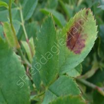 Mączniak rzekomy-sklepdaglezja.pl