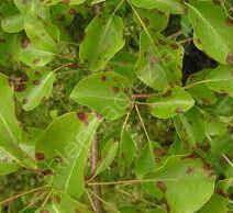 Brunatna plamistośc liści gruszy-sklepdaglezja.pl