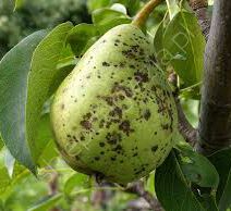 Parch gruszy-sklepdaglezja.pl