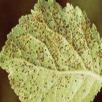 Rdza śliwy-sklepdaglezja.pl