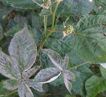 Mączniak prawdziwy maliny-sklepdaglezja.pl