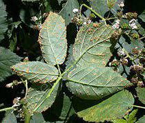 Rdza jeżyny-sklepdaglezja.pl