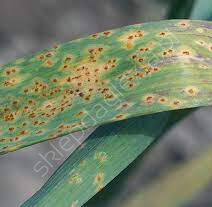 Rdza trawy-sklepdaglezja.pl